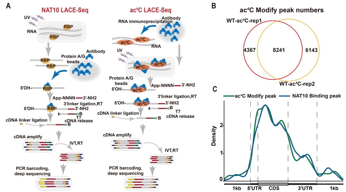2025年2月21日范衡宇实验室在Science Advances发文揭示NAT10介导的mRNA ac4C修饰在卵母细胞减数分裂成熟过程中的新机制