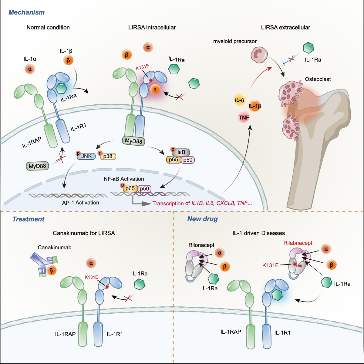 周青实验室合作发现IL-1R1突变导致的新自身炎症性疾病LIRSA并开发出靶向IL-1的新药物Rilabnacept