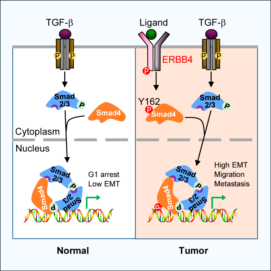 2025年1月23日冯新华实验室在Cell Reports发文揭示受体酪氨酸激酶ERBB4选择性增强TGF-β促癌作用的分子机制