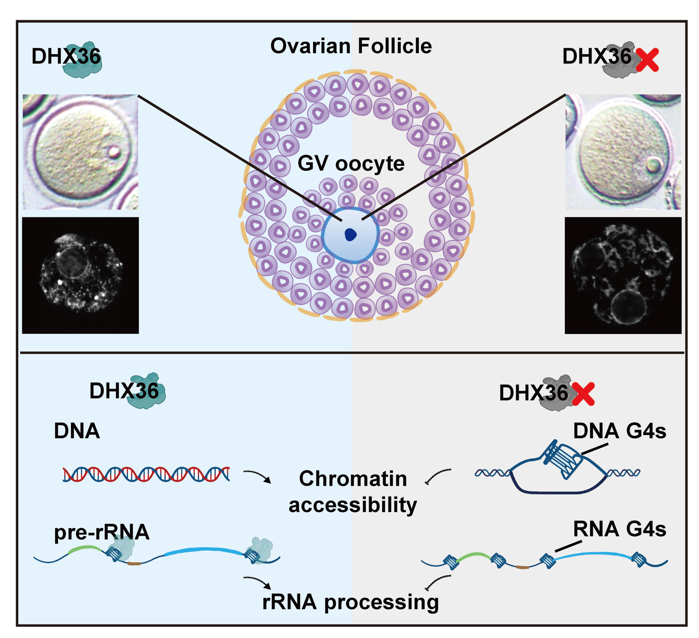 2025年2月17日范衡宇实验室在Science Bulletin发文揭示DExD/H-box家族成员DHX36介导的核酸G-四链体解旋在维持哺乳动物卵母细胞染色质构象和RNA稳态中的重要作用